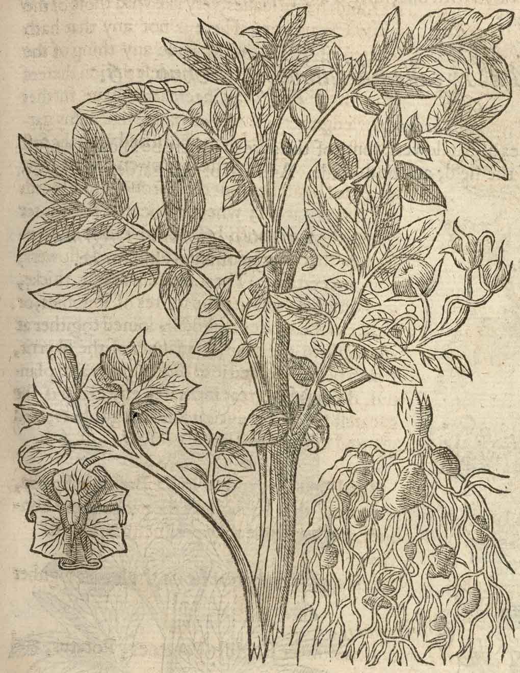 The Folklore of Potatoes - Erik Tyler
